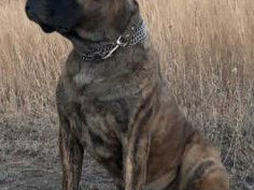 Бульмастиф вязка