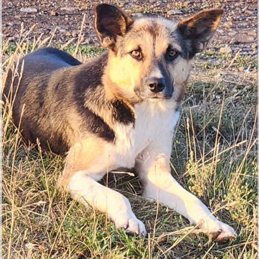 Взрослая собака в добрые руки