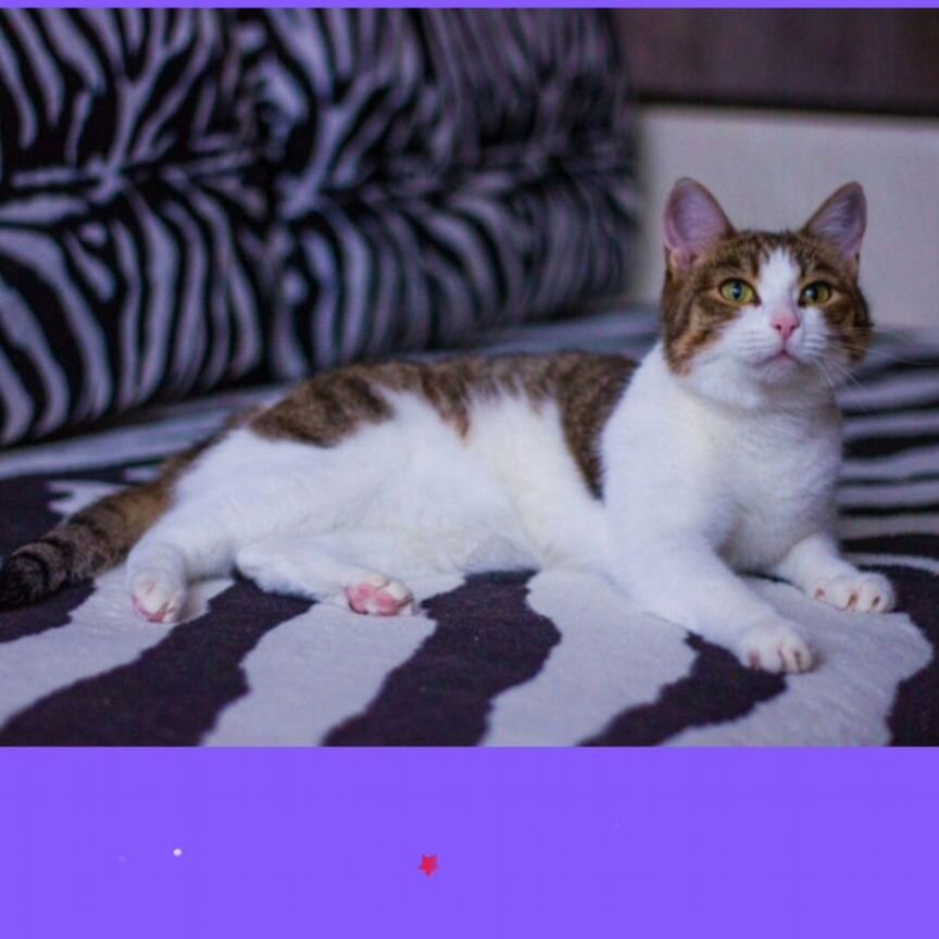 Кошки в добрые руки, доставка