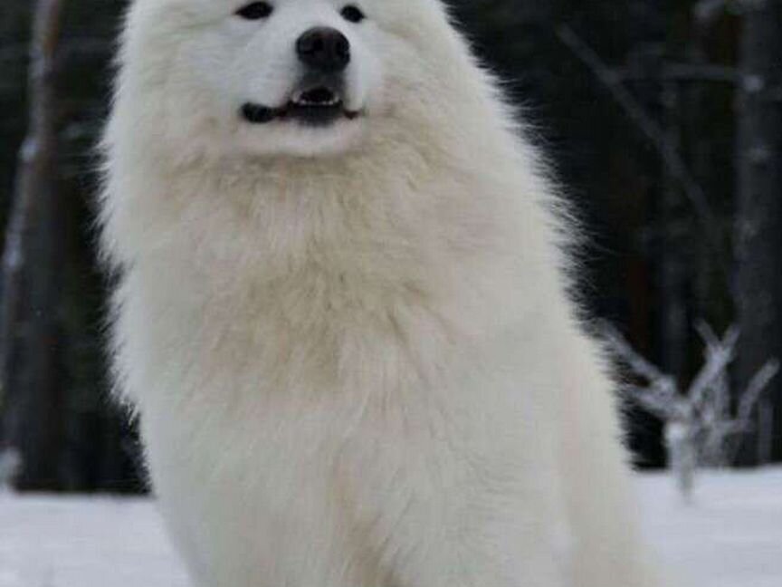 Самоедская лайка щенок