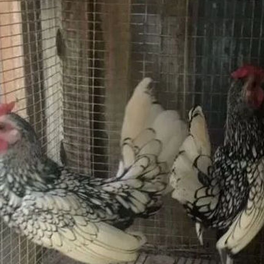 Петушки сибрайт