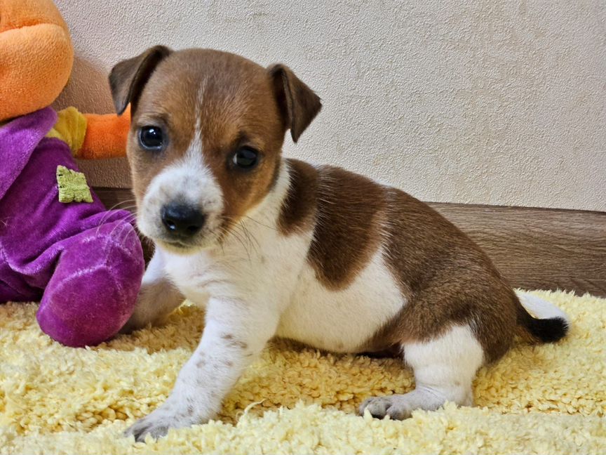 Джек Рассел терьер щенки класс