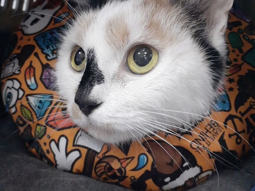 Кошка крошка масяка ищет хорошие руки