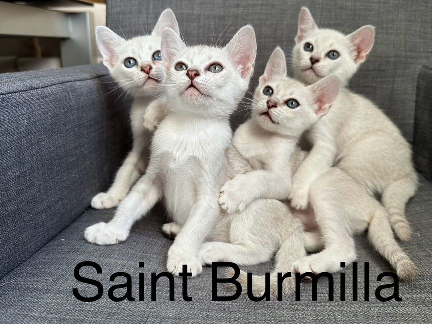 Котята бурмилла