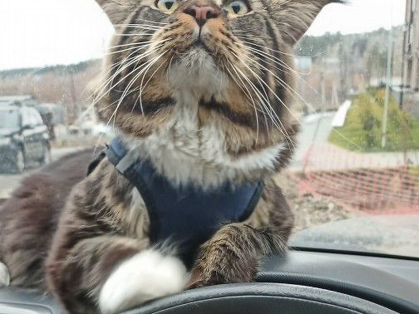 Кот для вязки