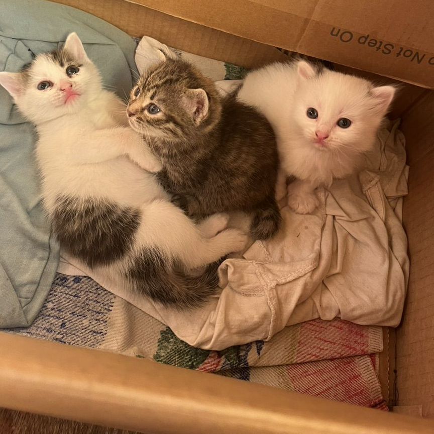 Котята в добрые руки
