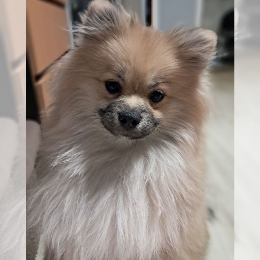 Померанский шпиц, щенок