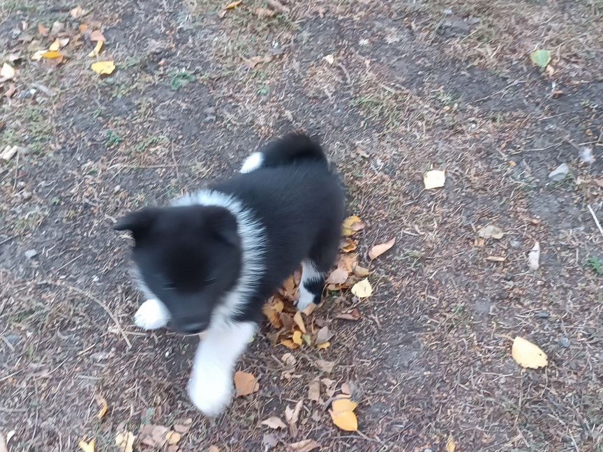 Русско европейская лайка