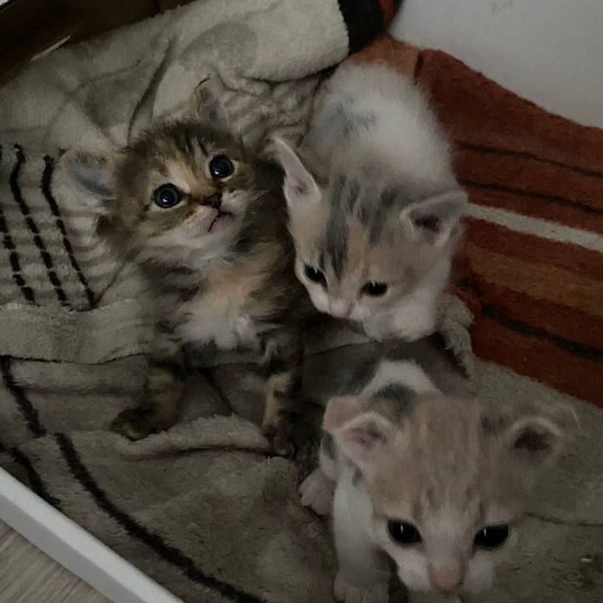 Котята Шотландские вислоухие