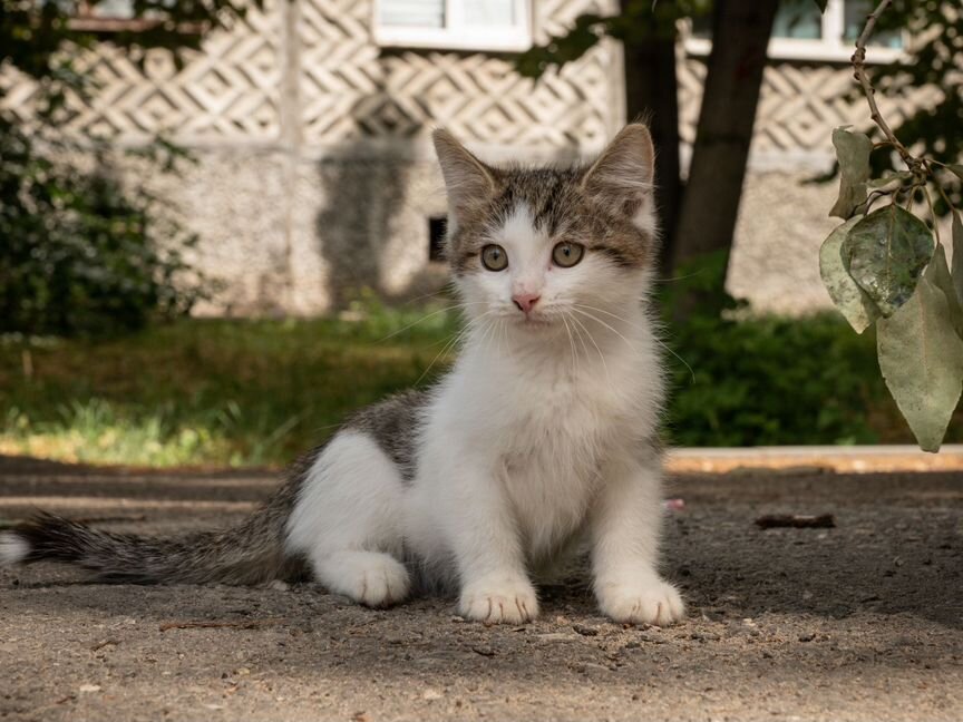В добрые руки Тиша