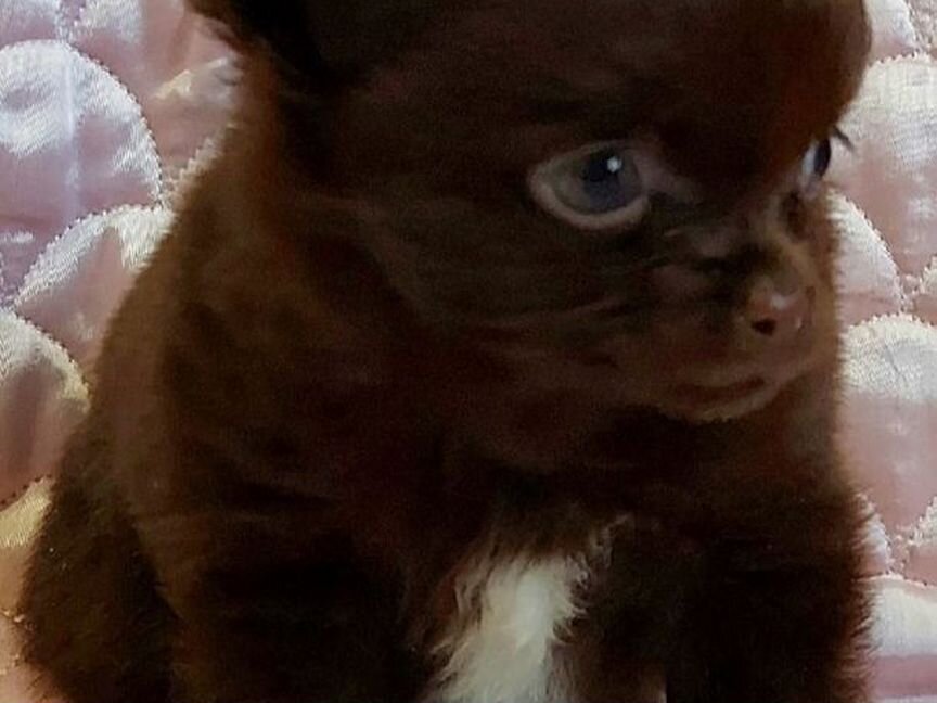 Продам собачку чихуахуа