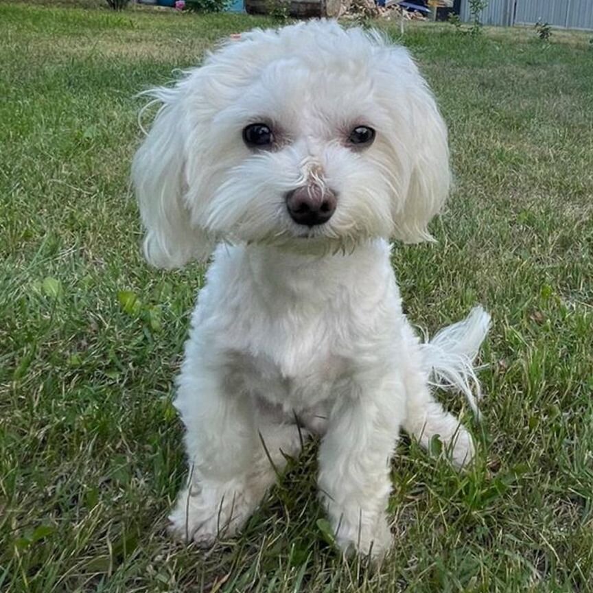 Вязка мальтийская болонка