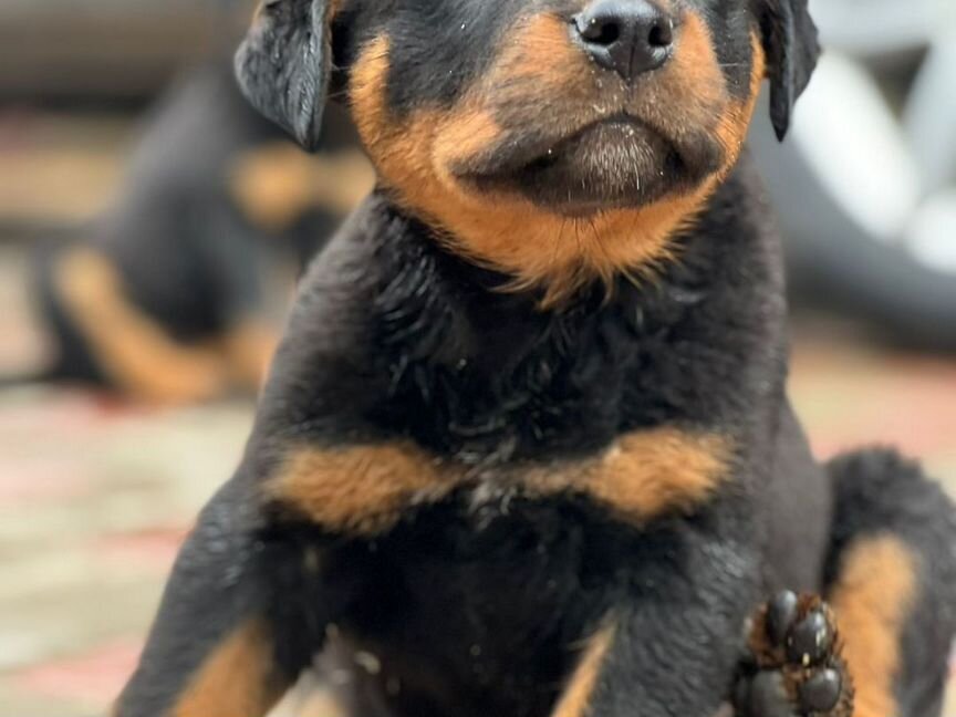 Щенки ротвейлера продажа