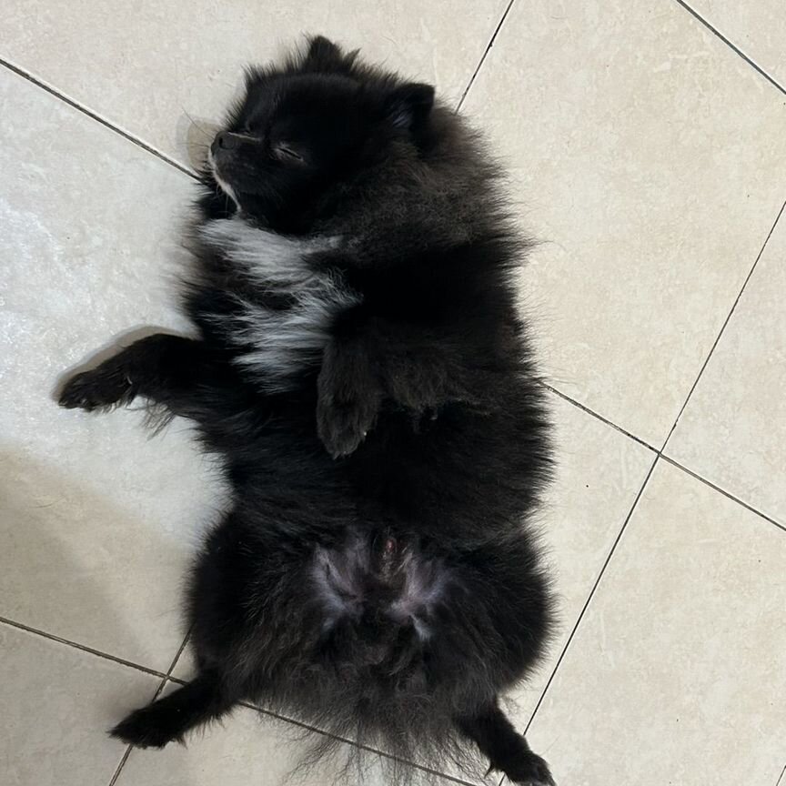 Померанский шпиц