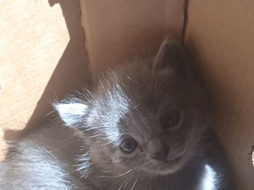 Котята в добрые руки