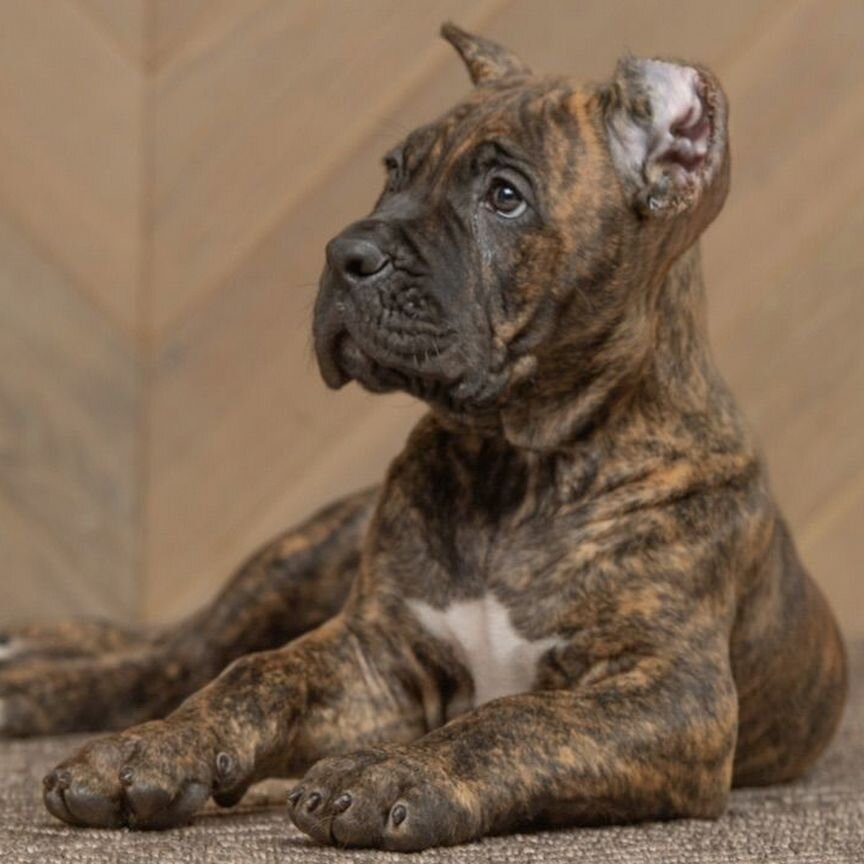 Кане-корсо, щенок