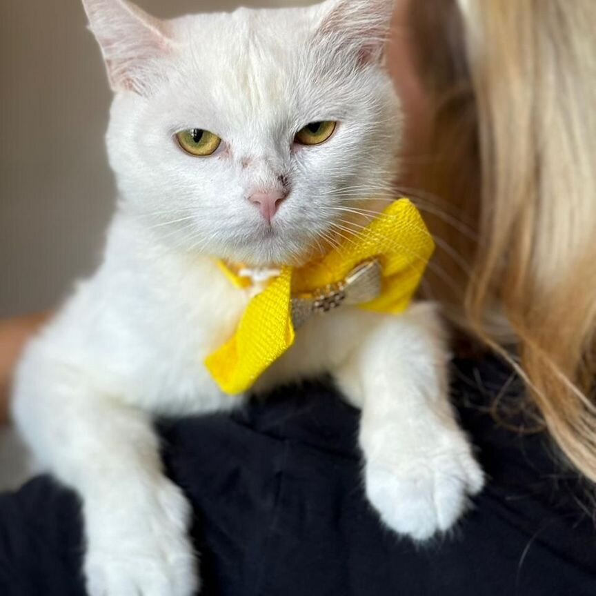 Киска Снежинка мечтает о доме