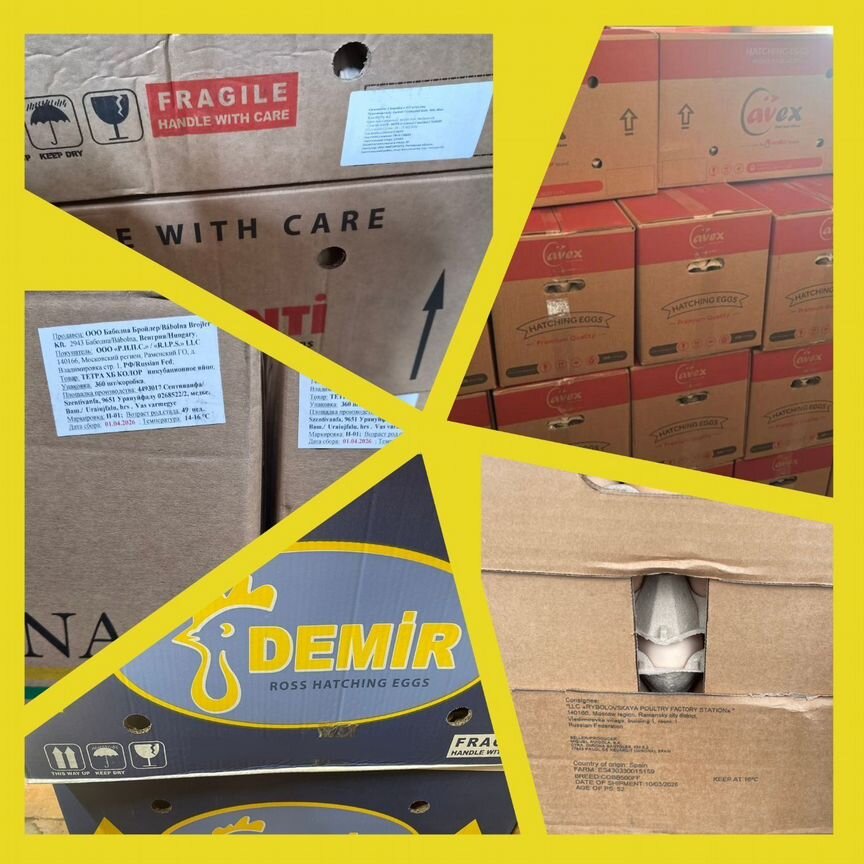 Яйцо бройлер инкубационное