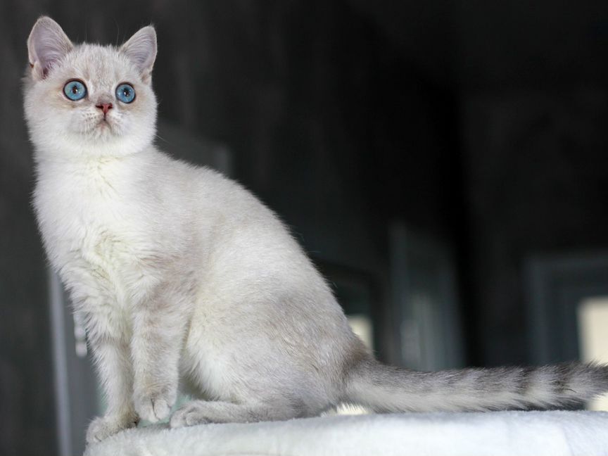 Голубой золотой синеглазый мальчик британский