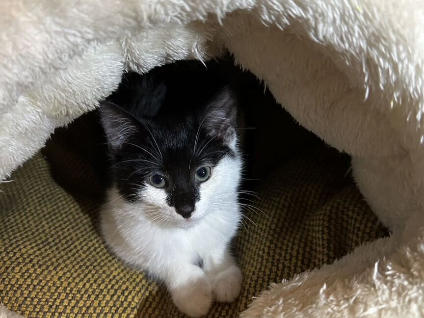 Котята бесценные