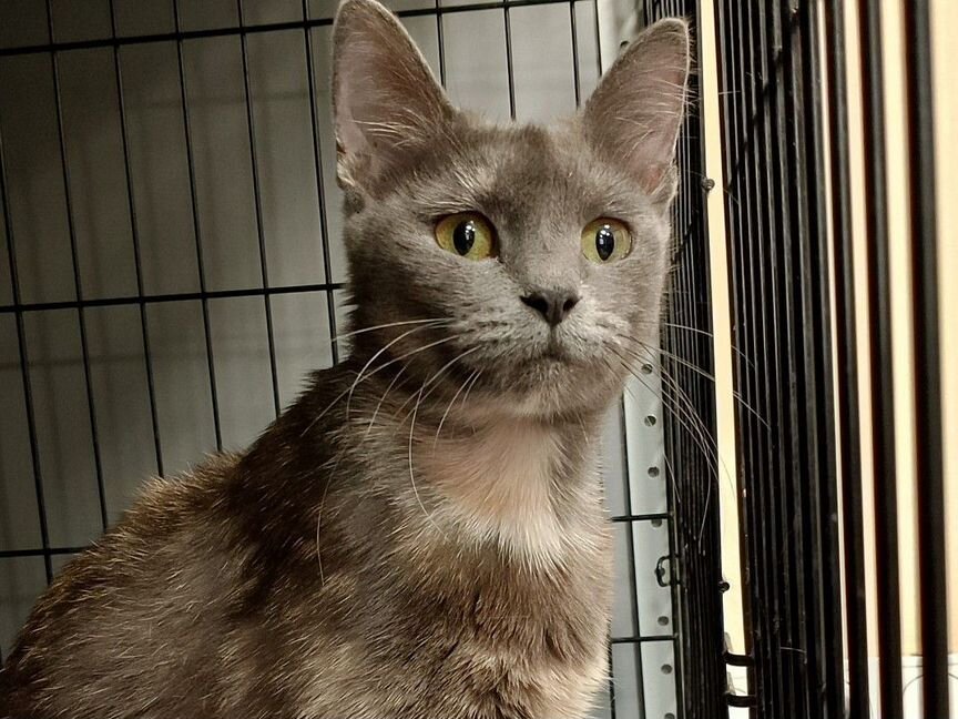 Заберите меня домой. Кошечка красавица