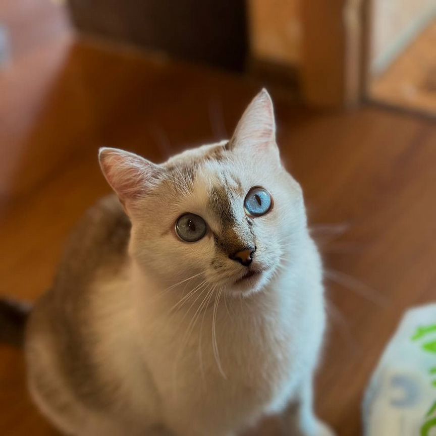 Коты в добрые руки бесплатно