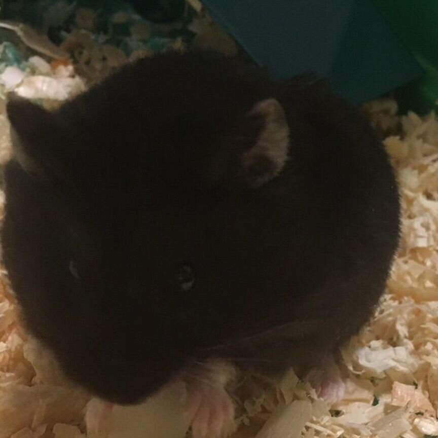 Беру на переднрдек