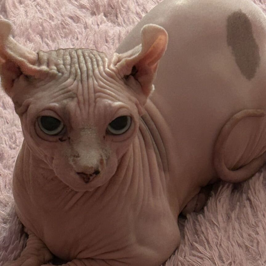 Кошечка двельф ищет жениха