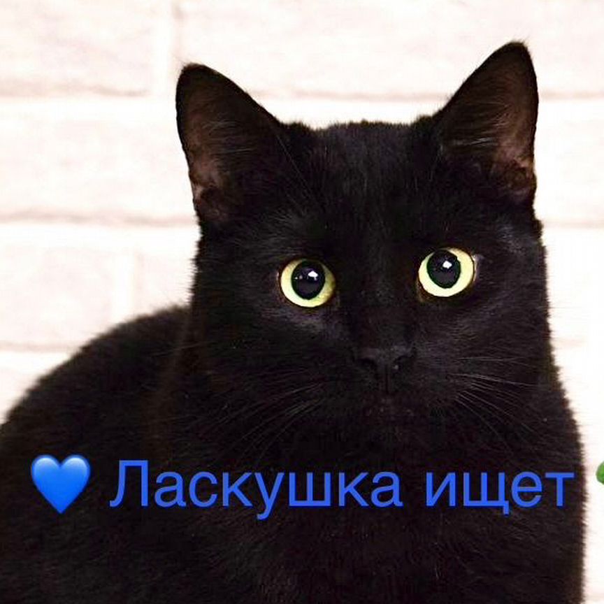 Взрослая, кошка в добрые руки