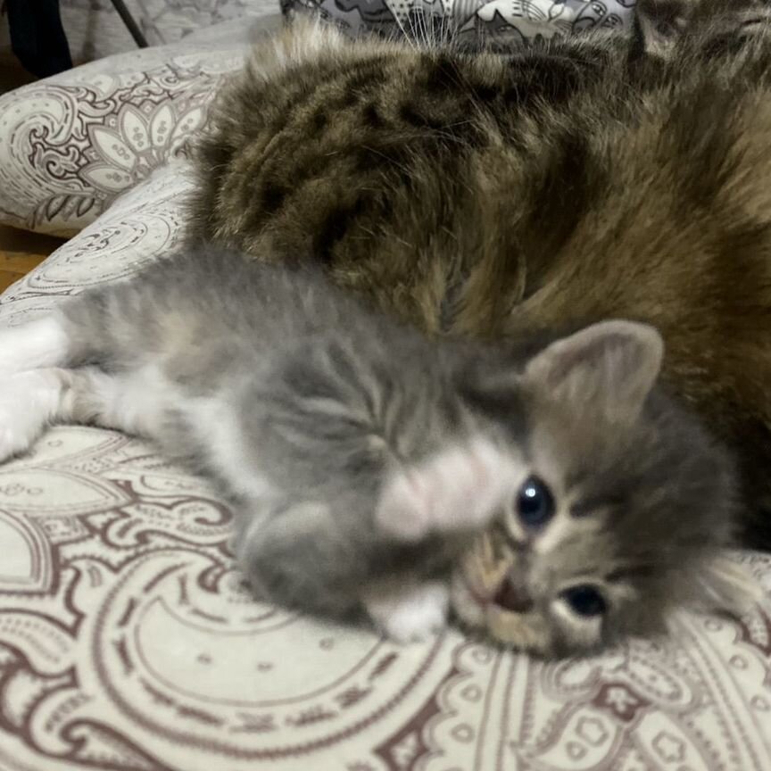 Котёнок в добрые руки