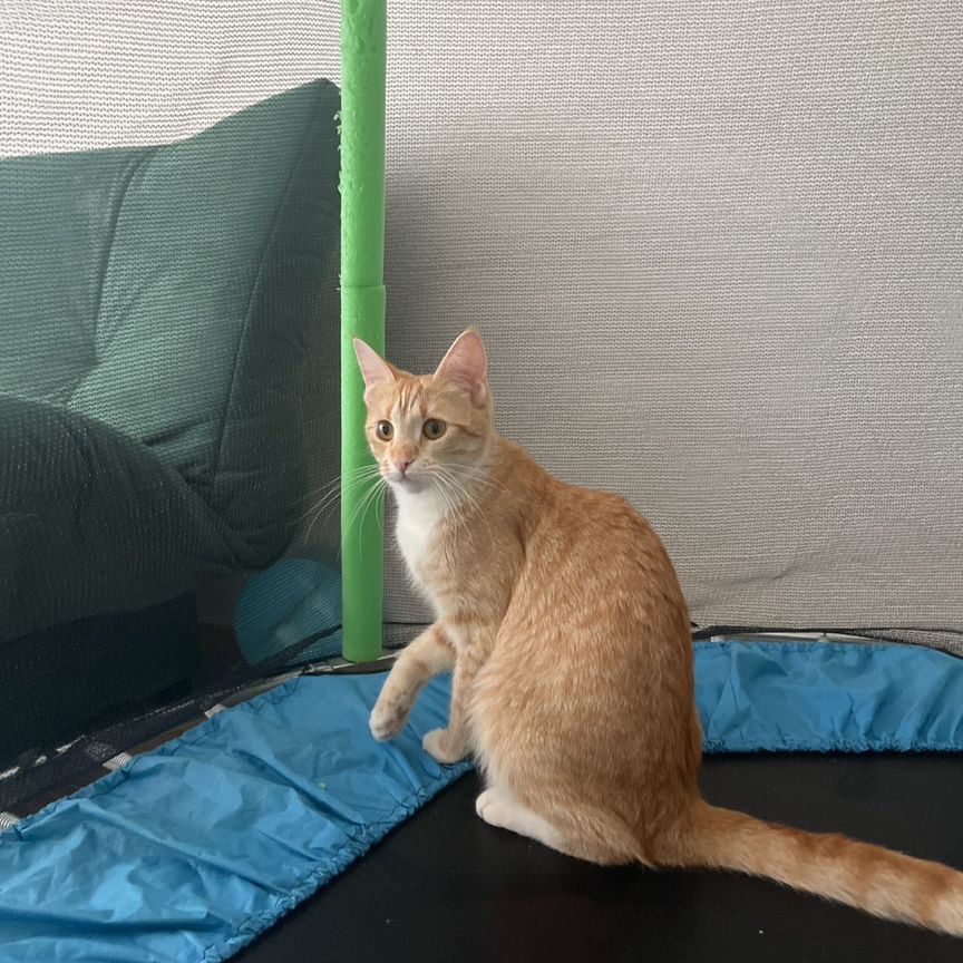 Кошка