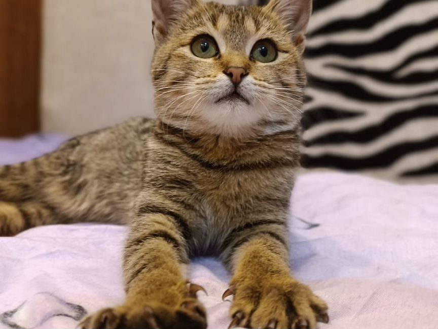 Кошечка подросток в добрые руки