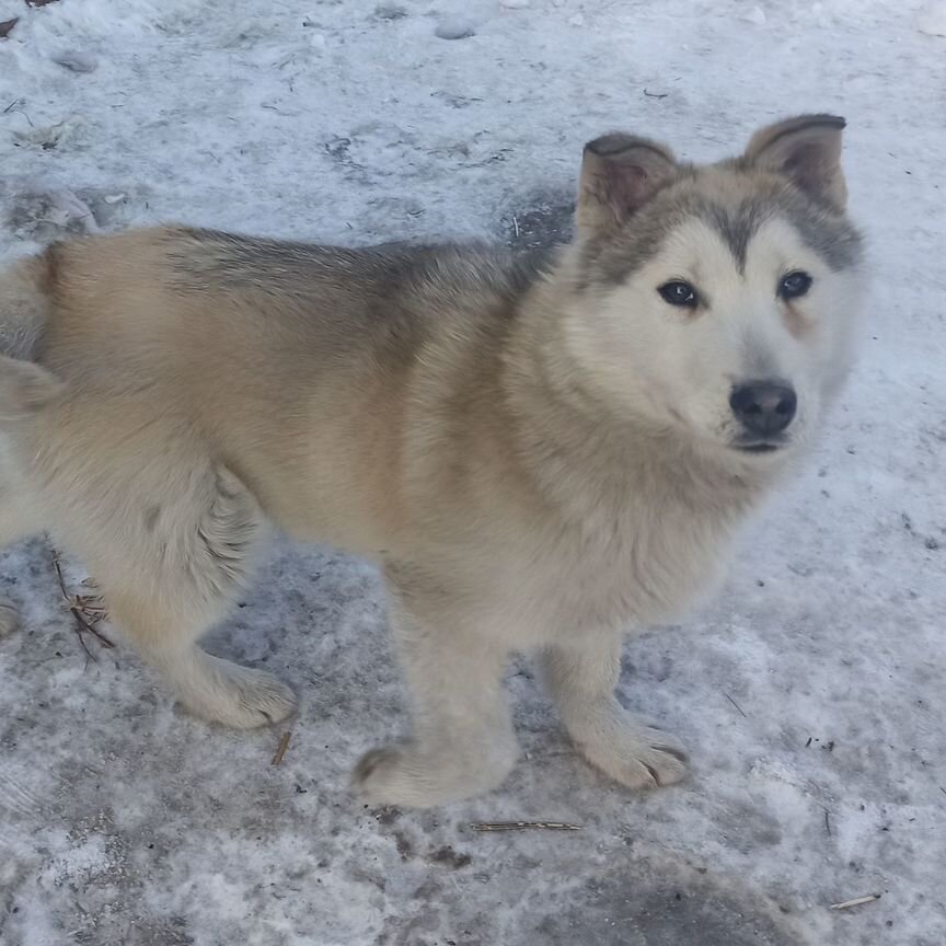 Щенок от хаски