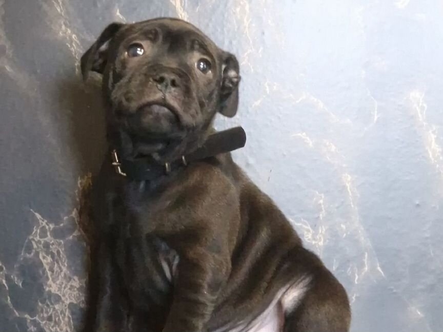 Стаффордширский бультерьер