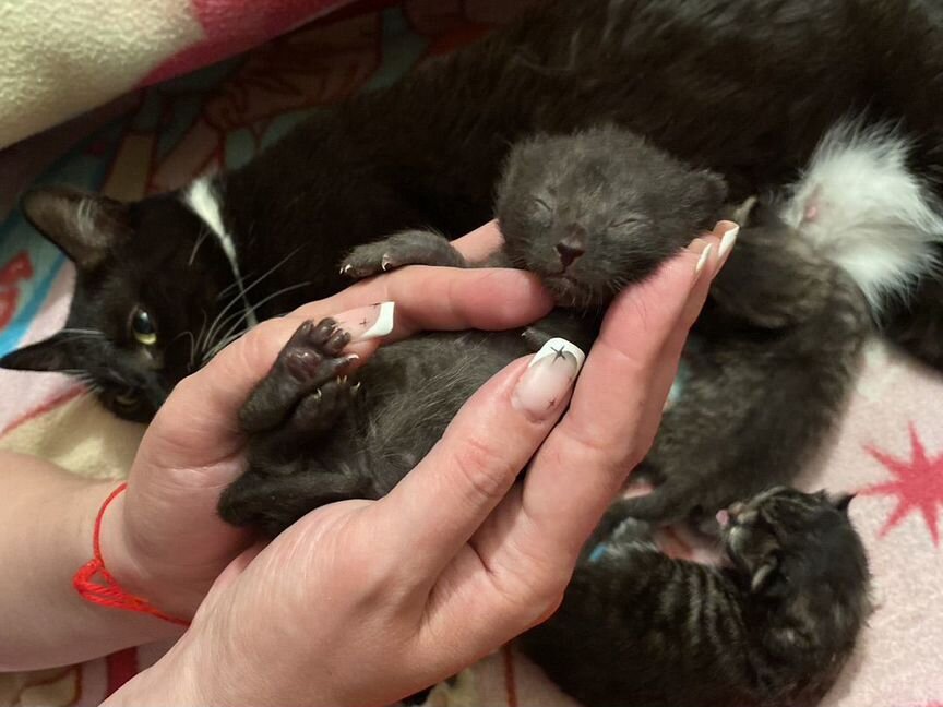 Котята в добрые руки