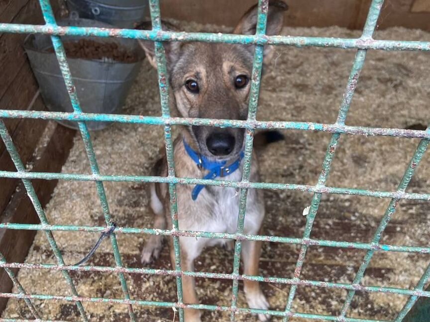 Щенок в добрые руки бесплатно ищет дом