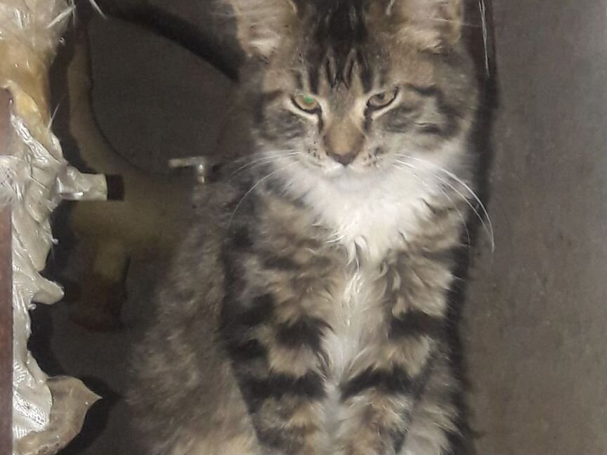 Котенок бесплатно