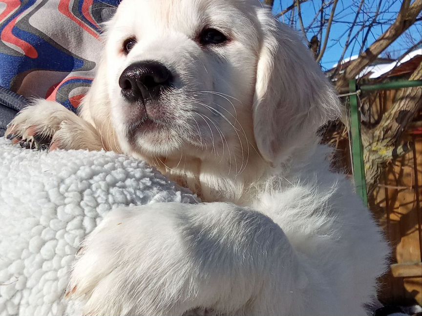 Золотистый ретривер щенки золотистого ретривера