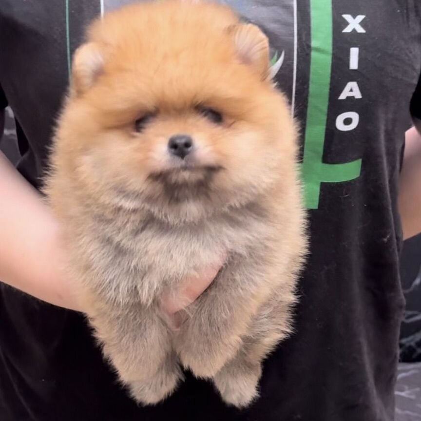 Шпиц рыжий мальчик мини