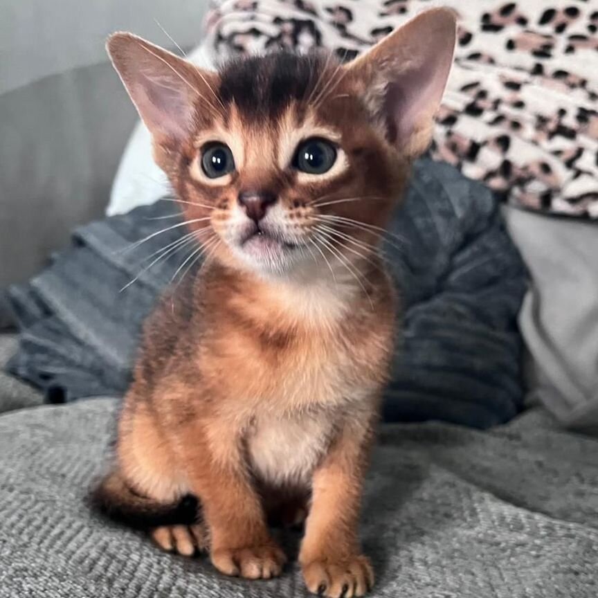 Абиссинский котёнок