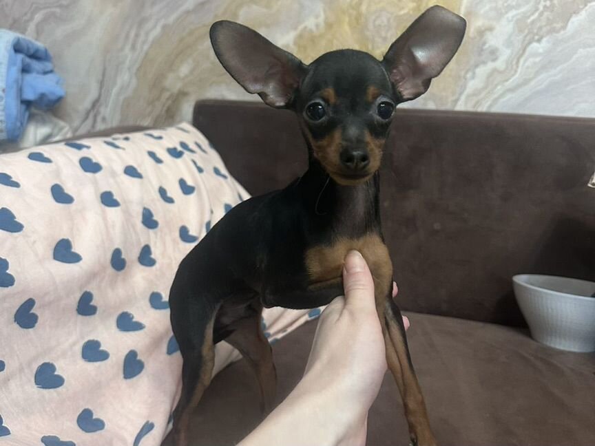 Пражский крысарик