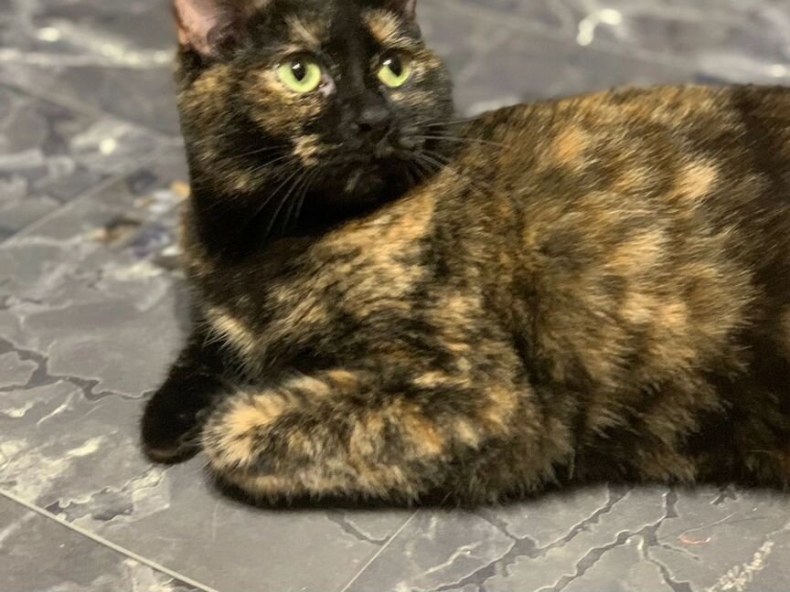Кошка Гера