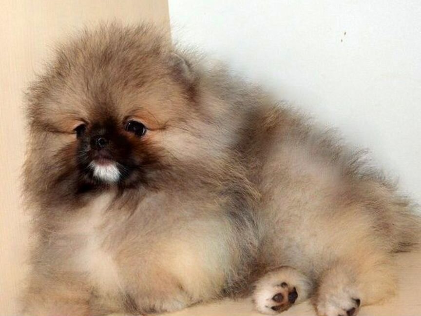 Померанский шпиц,курносенький мини мальчик,докумен