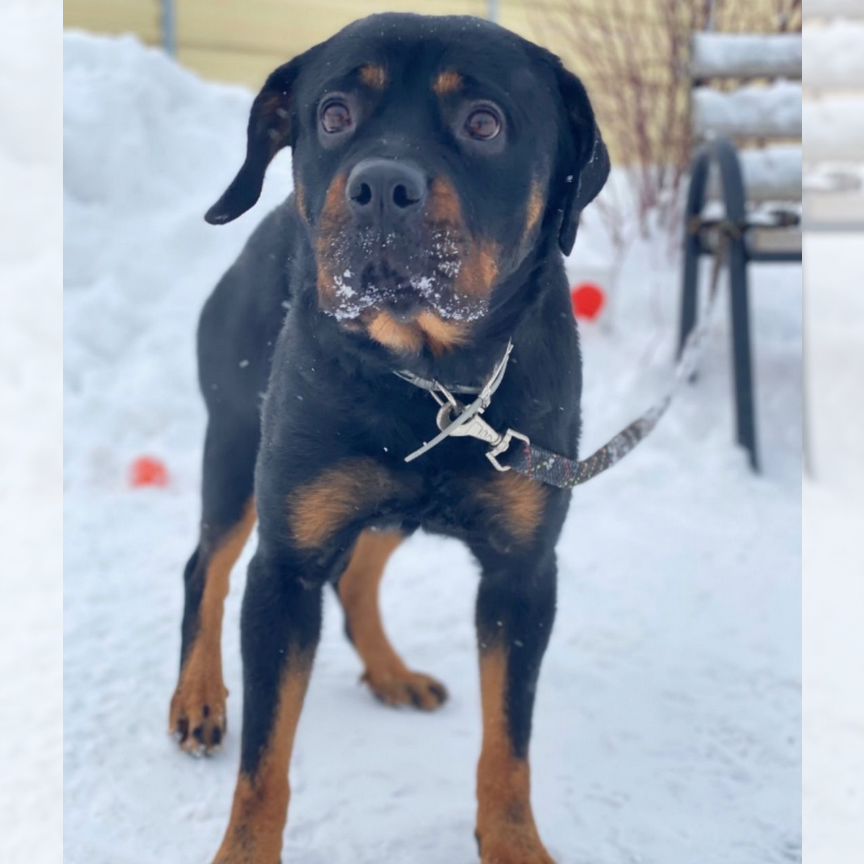 Ротвейлер, взрослая собака