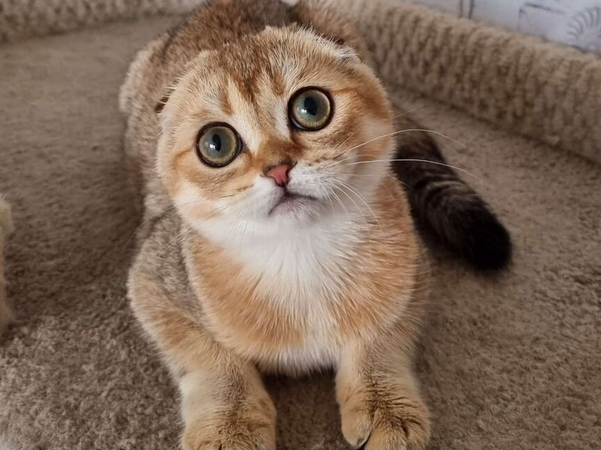 Золотая кошечка