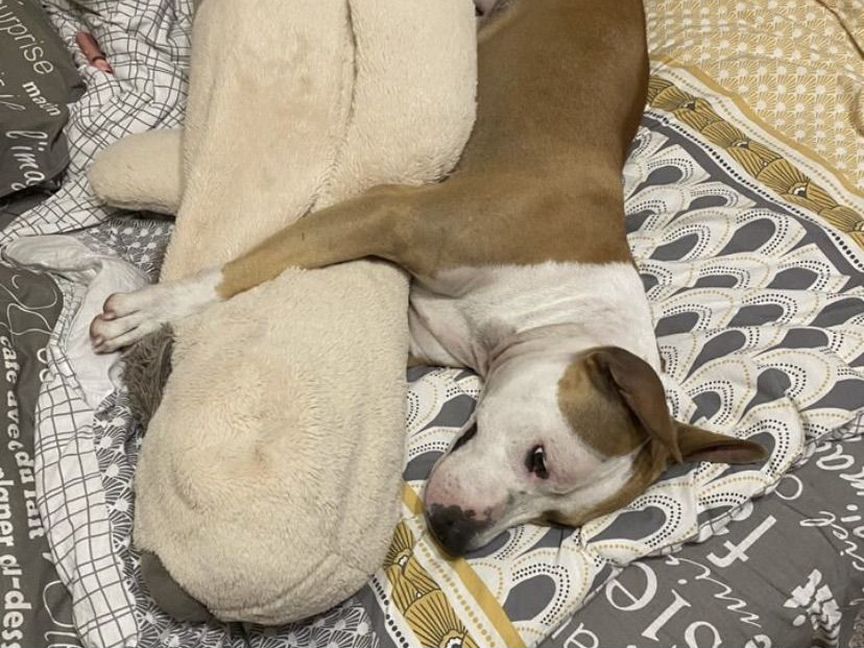 Стаффордширский терьер