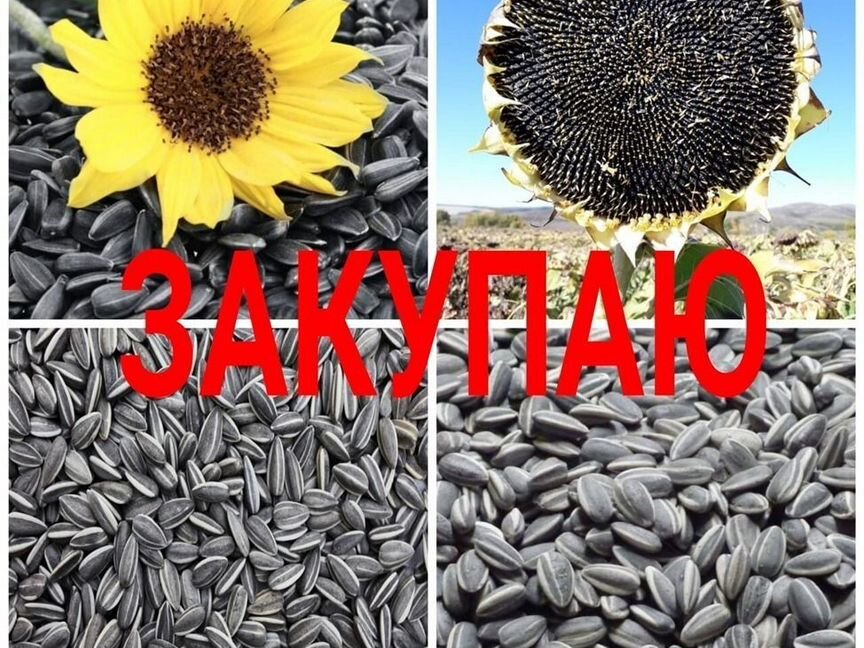Закупаем подсолнечник