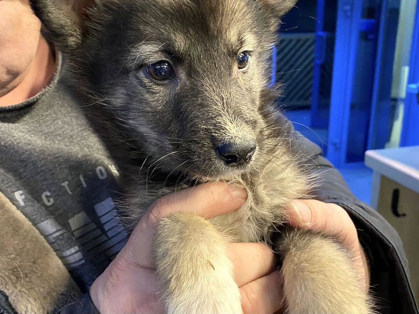 Щенок в добрые руки бесплатно