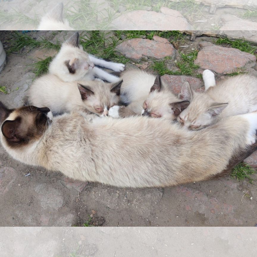 Котята в добрые руки Бесплатно Метисы сиамские