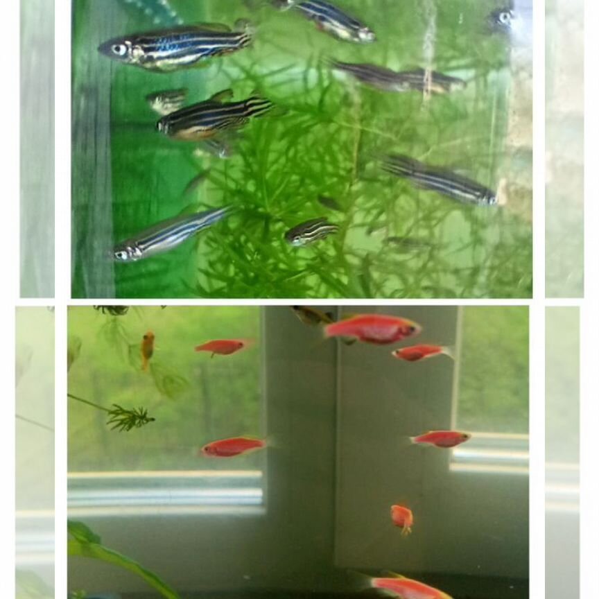 Аквариумные рыбки